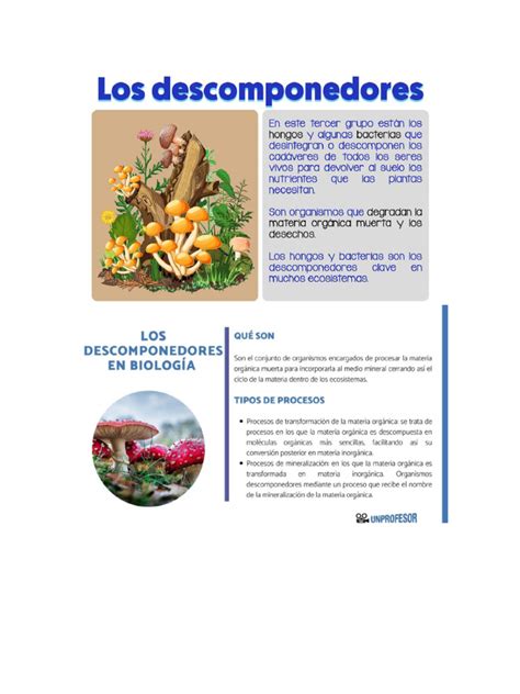 Act Descomponedores Pdf
