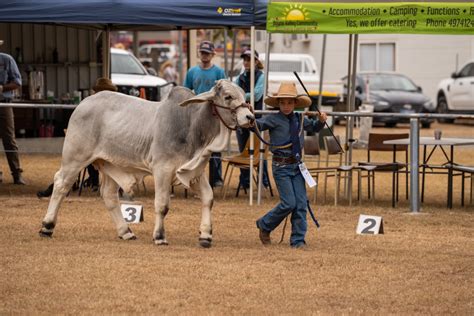 Gallery Mt Larcom Show