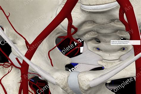 Arteria Glutea Inferior Apunte Músculos Del Miembro Superior