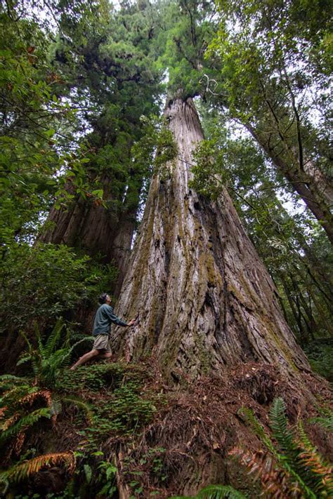 Explore 21 Of The Worlds Most Famous And Record Breaking Trees