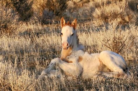 Mustang Happy First Day Of Spring Ahhhh 12 Hours Of Daylight Half Day Half Night How Cool Is