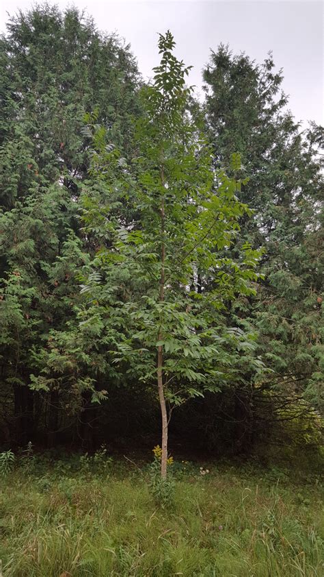 Black Ash Season Watch