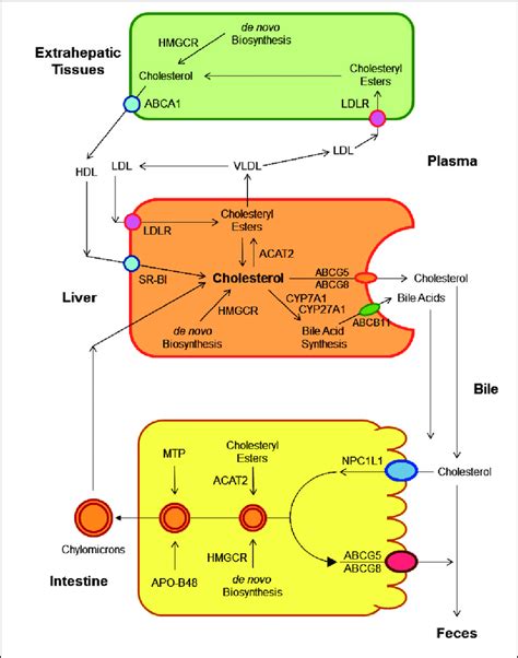Cholesterol Diagram Jama Network New Understandings Of Dyslipidemia