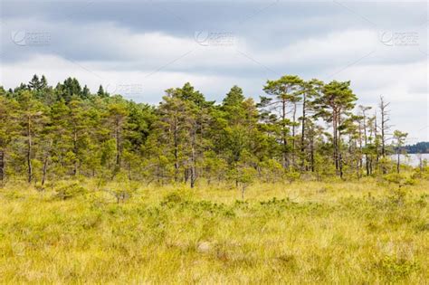 古老的松树水天空水平画幅无人夏天沼泽户外湖素材 花瓣网