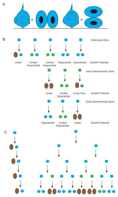 Genetic Causes Of Microcephaly And Lessons For Neuronal Development Pmc