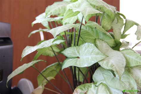 Сингониум все сорта с фото и названиями