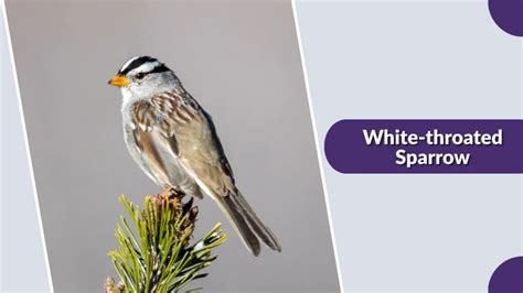50 Types Of Common Sparrow Species Identification With Pictures
