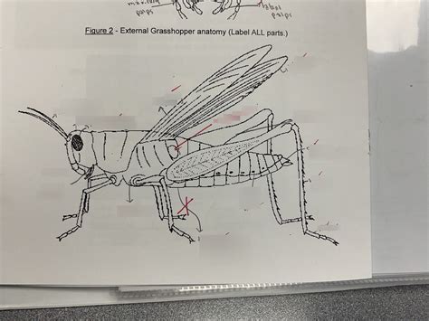 Grasshopper Anatomy Diagram Quizlet