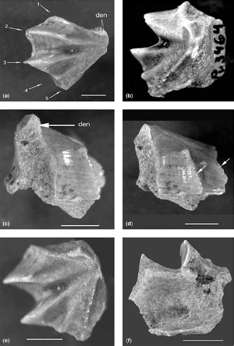 Figure 1 From The First Triassic Lungfish From South America Santa