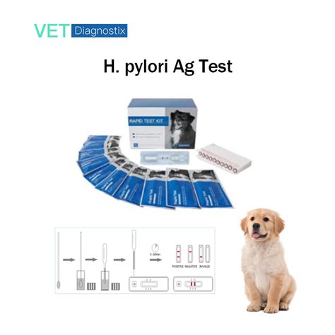 Helicobacter Pylori Antigen Rapid Test H Pylori Bacteria Treatment H Pylori And H Pylori Test