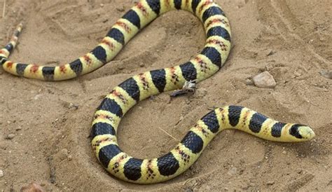 Tucson Shovel Nosed Snake Snake Habitat Destruction Reptiles And