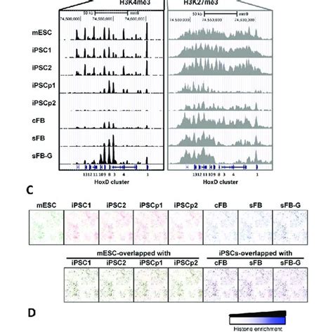 Global Histone Modification Signatures Of Pluripotent And Somatic Download Scientific Diagram