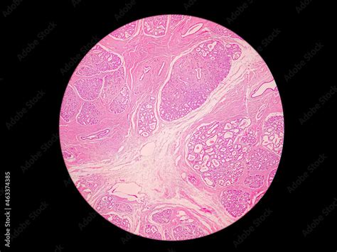 Histology Of Human Mammary Gland Educational Microscopic Lm Image My