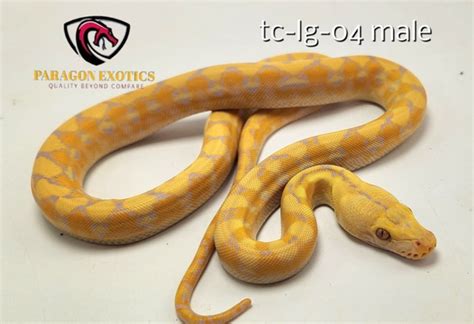 Lavender Lemonglow Het Anthrax 50 Citrus Reticulated Python By Paragon