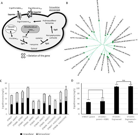 Effect Of Transporter Modifications On Ergothioneine Production A Download Scientific