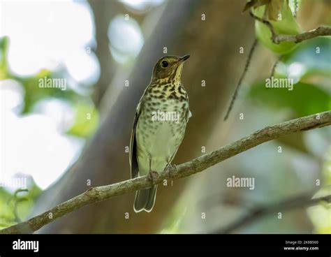 Swainsons Thrush Perched On A Tree Branch During Fall Migration Stock