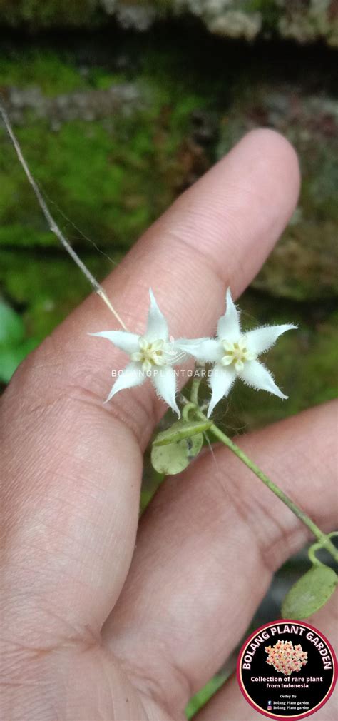 Hoya Mini Sp Papua 04 Rare Bolang Plant Garden