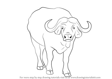 Buffalo Meat Drawing At Peggy Bradley Blog