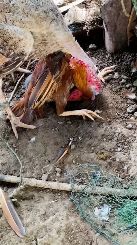 Marjon Alipio Domingo