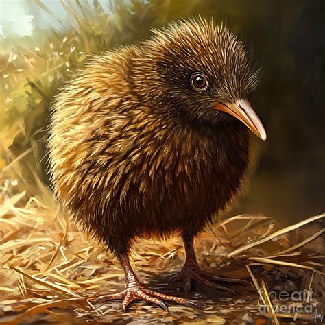 Cute Kiwi Bird By Elisabeth Lucas