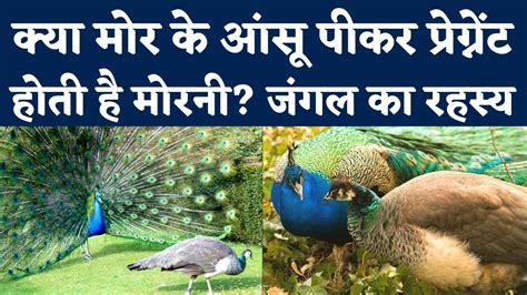 मोरनी कैसे होती है गर्भवती How Peacock Peahen Get Pregnant Peacock Reproduction Bird Sex