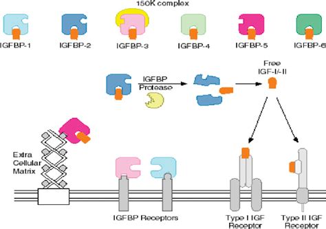 Figure 4 From Insulin Like Growth Factor Binding Protein 5 Igfbp 5 A