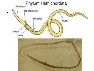 Ppt Phylum Hemichordata Powerpoint Presentation Id 5400653