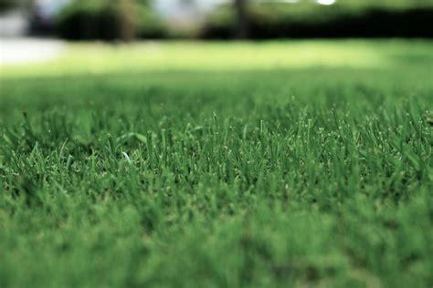 The Benefits Of Choosing Real Grass For Your Lawn Alc Turf