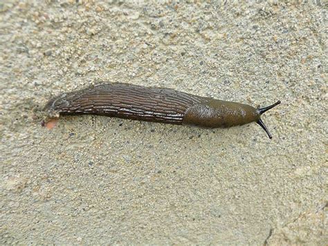 Limace Archives Quel Est Cet Animal