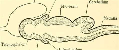 Image From Page 225 Of Animal Biology 1938 Title Anim Flickr