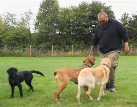 Dog Expert Reveals Huge Mistake People Make When Taking Their Dog To