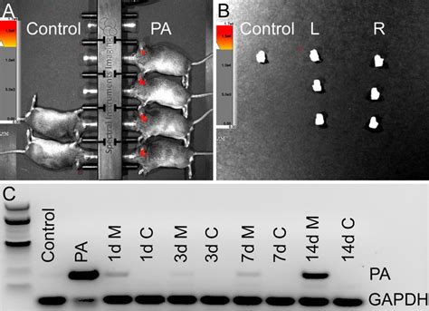Pa Is Not Detected In Csom Cochlea A Ivis Revealed The Presence Of Pa Download Scientific