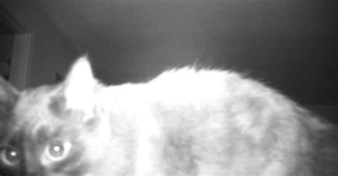 Hidden Camera Blep Album On Imgur