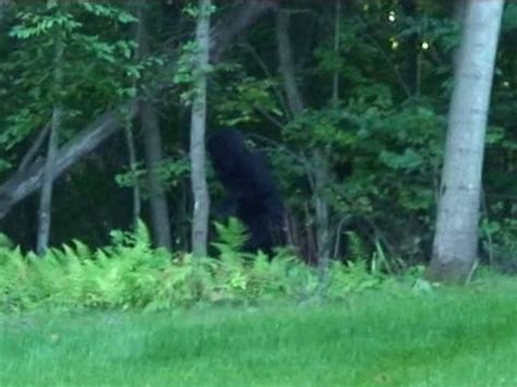ALARMING SASQUATCH ENCOUNTER YouTube