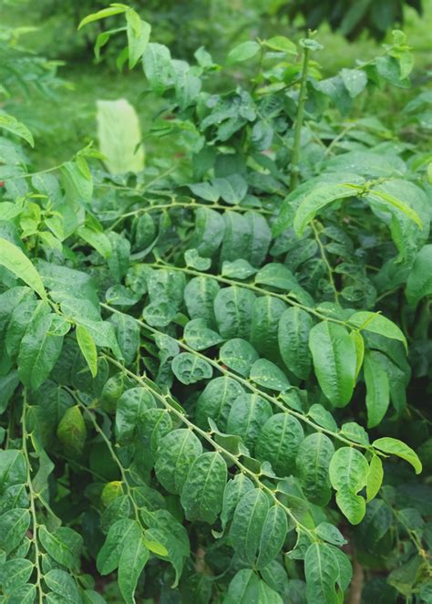 Shop Live Katuk Plant For Sale