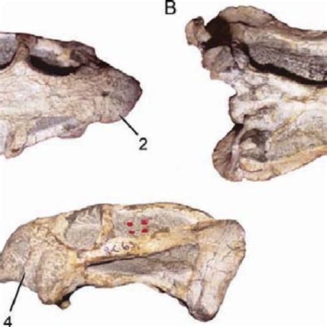 Pdf A Comprehensive Taxonomic Revision Of Dicynodon Therapsida