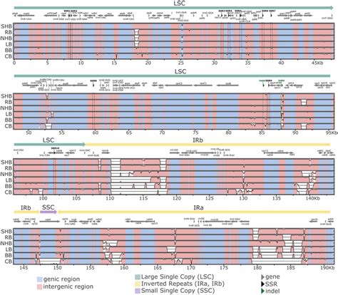 Multiple Sequence Alignment Of Vaccinium Chloroplast Genomes Performed
