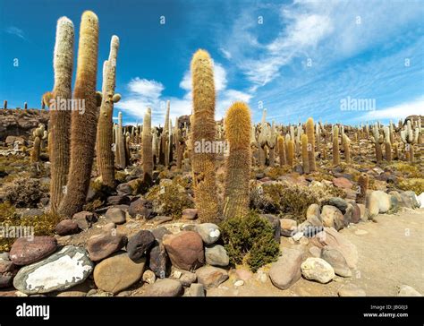 Group Of Cacti On Isla Incahuasi Salar The Uyuni Salt Lake Bolivia