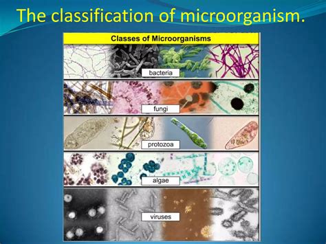 11 Classification Of Microbes Pptx