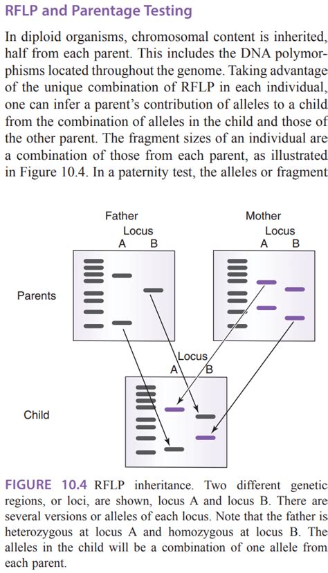 Rflp And Paternity Testing Rmolecularbiology