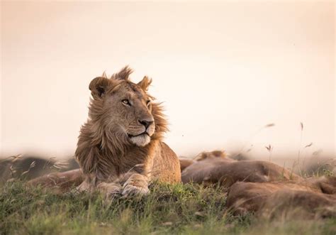 The Marsh Pride Of Lions The Governors Camp