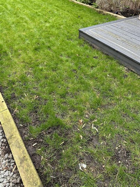 Patchy Lawn Uk Rlawncare