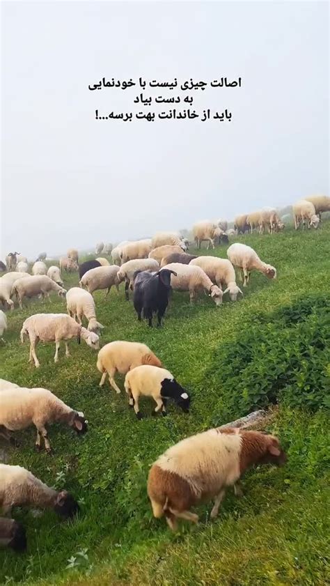 ‎بابل گردی Babolgardi‎ ‎سجاد آرمان مسیح بابلی ها عاشق اینجان سامسوخاری سالن هم اضافه شد