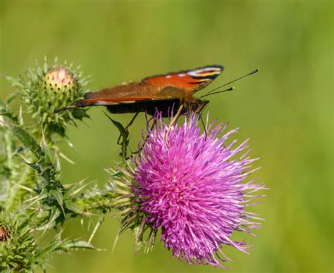 Flower Backbround Photos Download The Best Free Flower Backbround