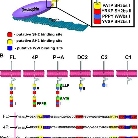 The Drosophila Dystroglycan Dystrophin Complex A Dgdys Complex