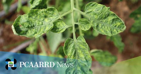 Optimized Lamp Technology For Reliable Rapid Detection Of Tomato