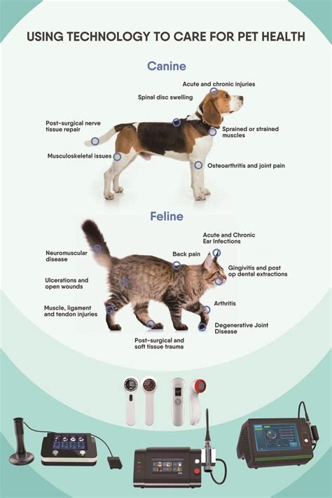 Maureen Huang On Linkedin Verterinary Hospitals America