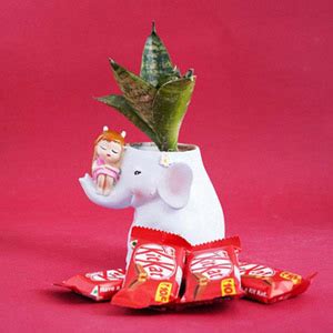 Jade Plant With Kitkat Chocolates Combo Buy This From Taruvatika