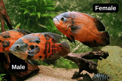 15 Things You Should Know About Oscar Fish Pet Fish Online