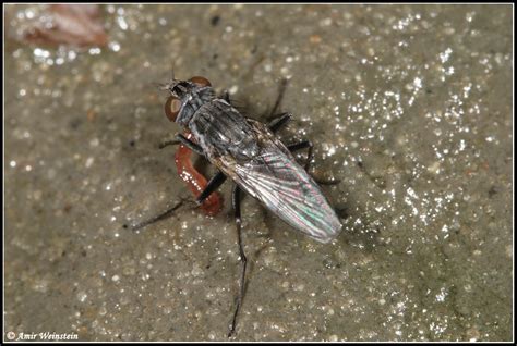 הסוג ליספה Lispe חרקים עולם קטן בגדול